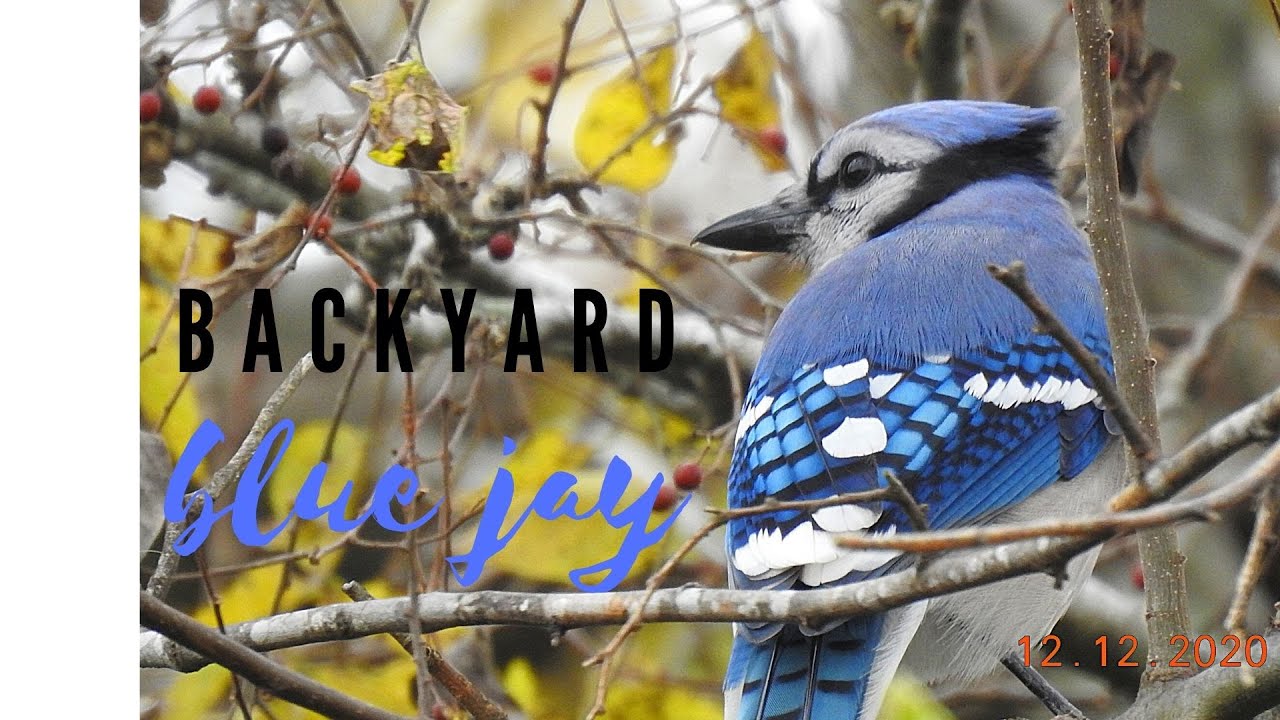 Blue Jay family comes to eat and do some blue jay calls - YouTube
