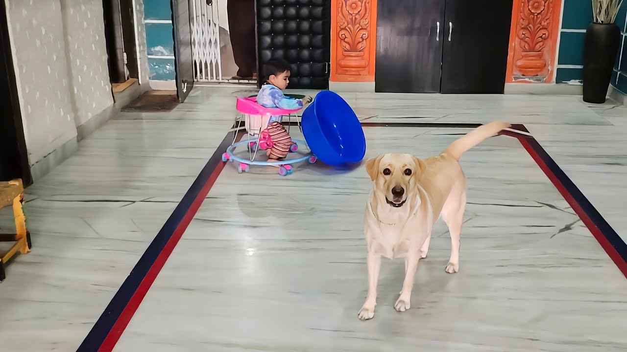 Aryan jaldi thik ho jao | My Cute Labrador Dog Taking Care Of baby Aaru ...
