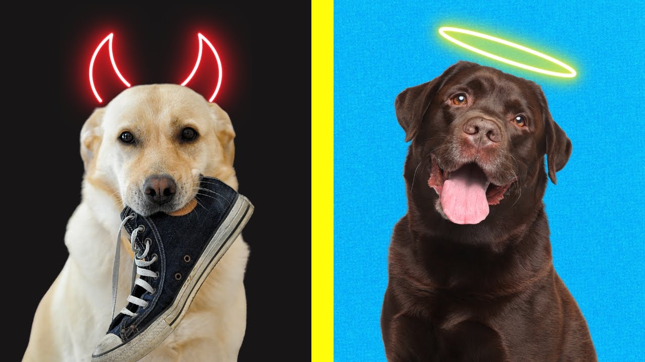 What Your Dog's Color Says About Their Health and Personality (AND the ...