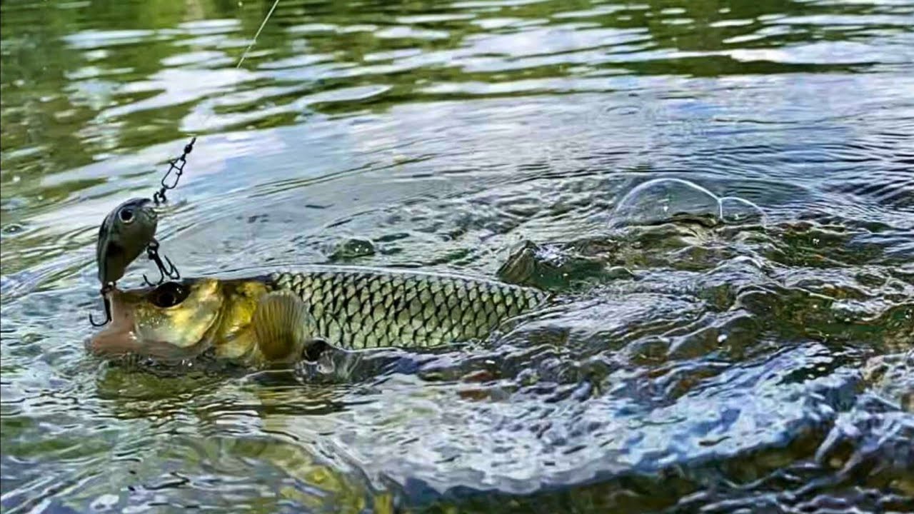 Pecanje klena na rijeci Uni. Svaki zabačaj riba na štapu ! - YouTube