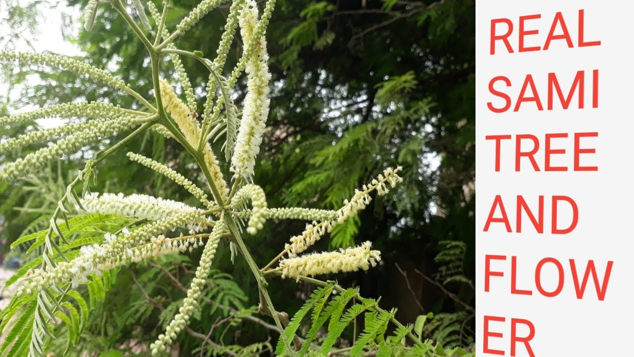 Real Sami tree and flowers || Sami tree and flowers || - YouTube