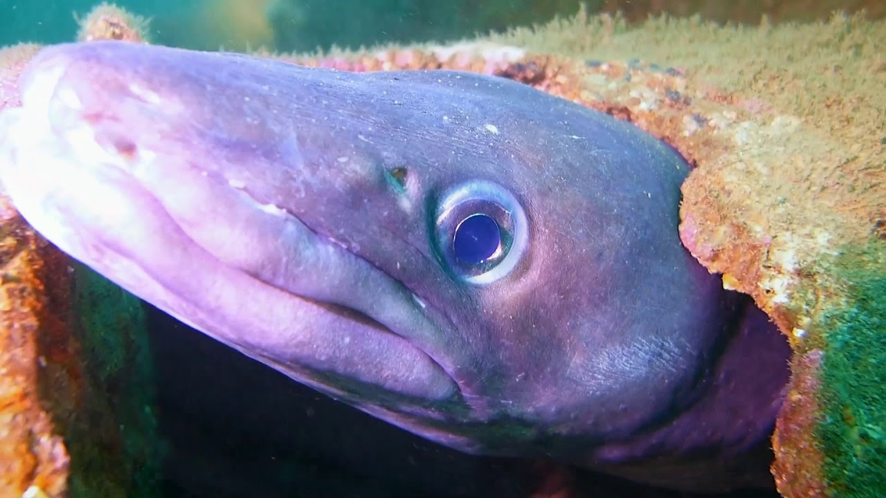 CONGRO - ANGUIACHO - CONGRIO - CONGER CONGER - YouTube