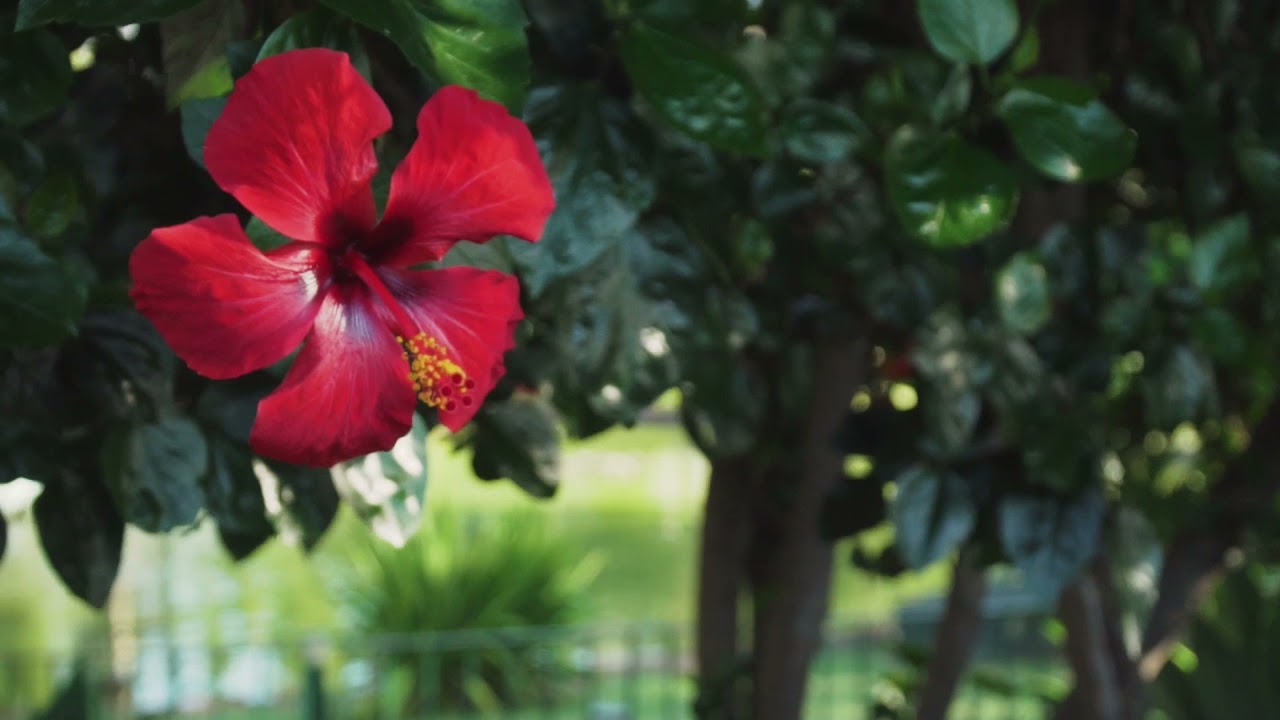 Red flower of a tree in a garden - YouTube