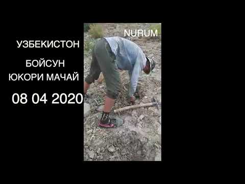 O'ZBEKISTON SURXONDARO TOG'LARIDA NOQONUNIY BIZNES KAVRAK ,ROBA ,FERULA