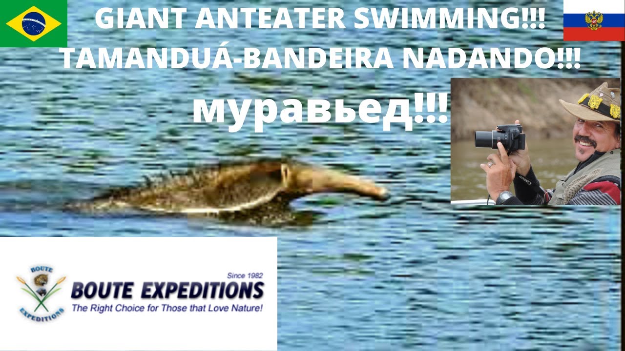 GIANT ANTEATER SWIMMING!!! TAMANDUÁ-BANDEIRA NADANDO!!! муравьед ...