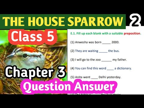 Class 5 english chapter 3 questions answer Bihar board | class 5 ...
