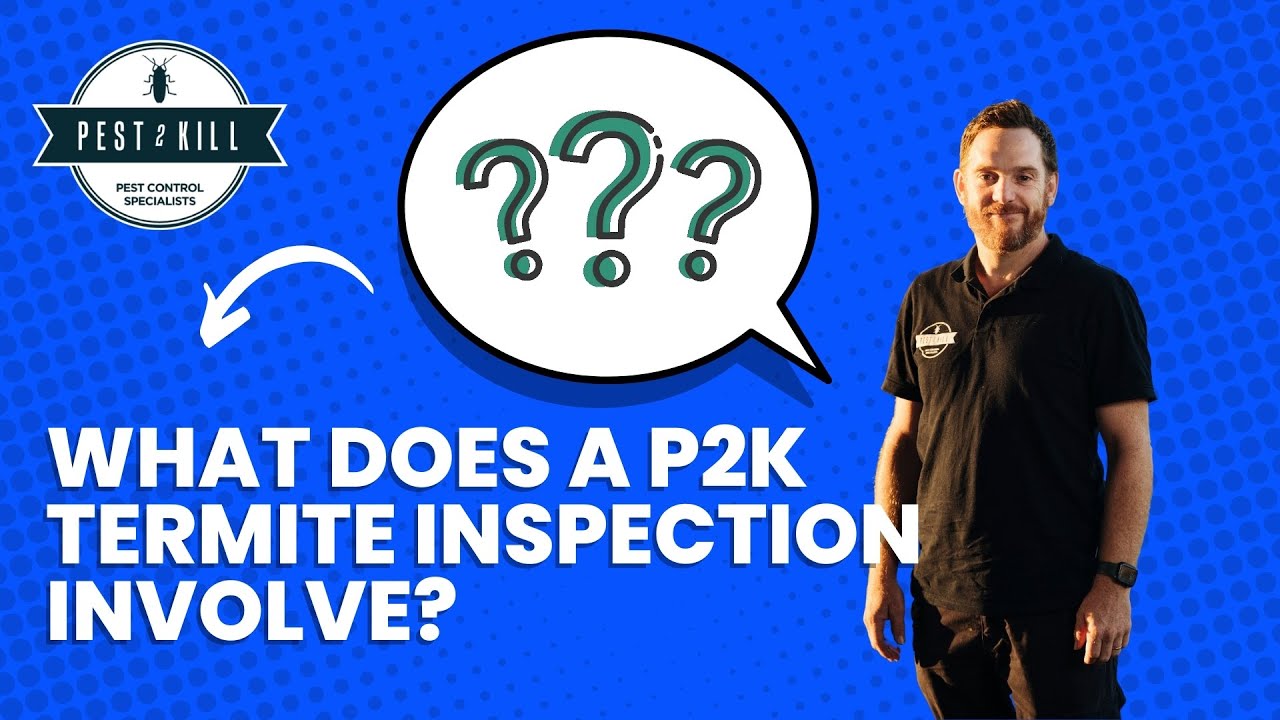 Termites Q&A: What does a P2K Termite Inspection involve? - YouTube