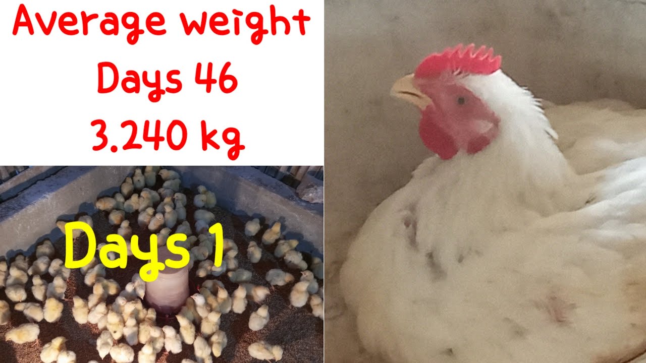 Average weight of chicken in days 46 3.240 kg and days 10 - YouTube