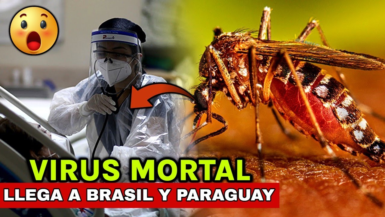 ''MAYARO'' EL VIRUS MORTAL ACABA DE ENTRAR A BRASIL Y PARAGUAY Y YA ...