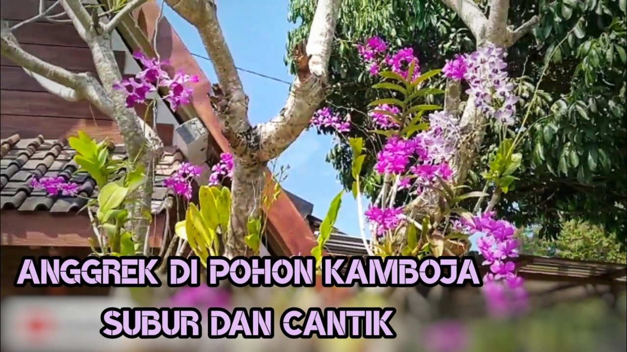 ANGGREK DI POHON KAMBOJA, SUBUR DAN CANTIK - YouTube