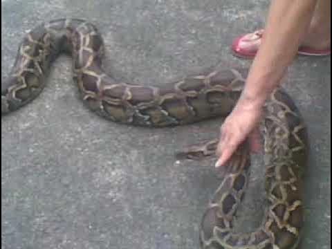 PET BURMESE PYTHON SNAKE PLEASE LIKE AND SUBSCRIBE TNX A LOT #cats # ...