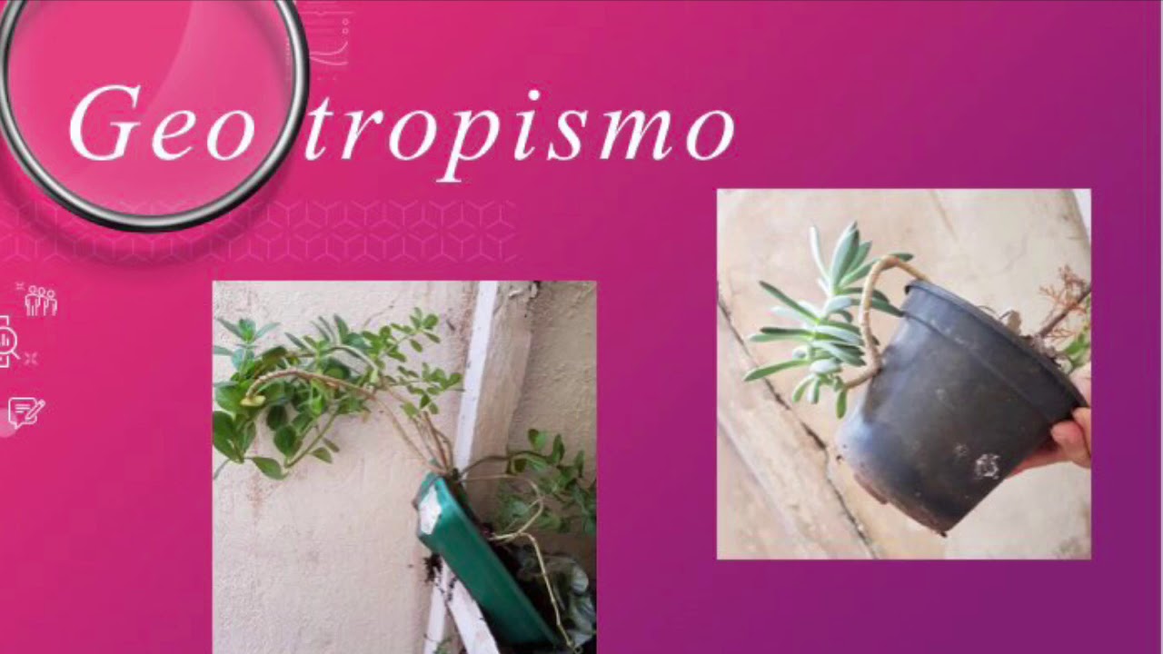 Geotropismo Ejemplos