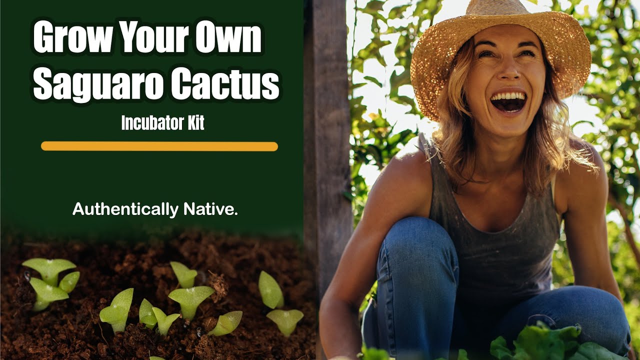 How to Grow Saguaro Cactus at Home: Easy Step-by-Step Incubator Kit Guide - YouTube