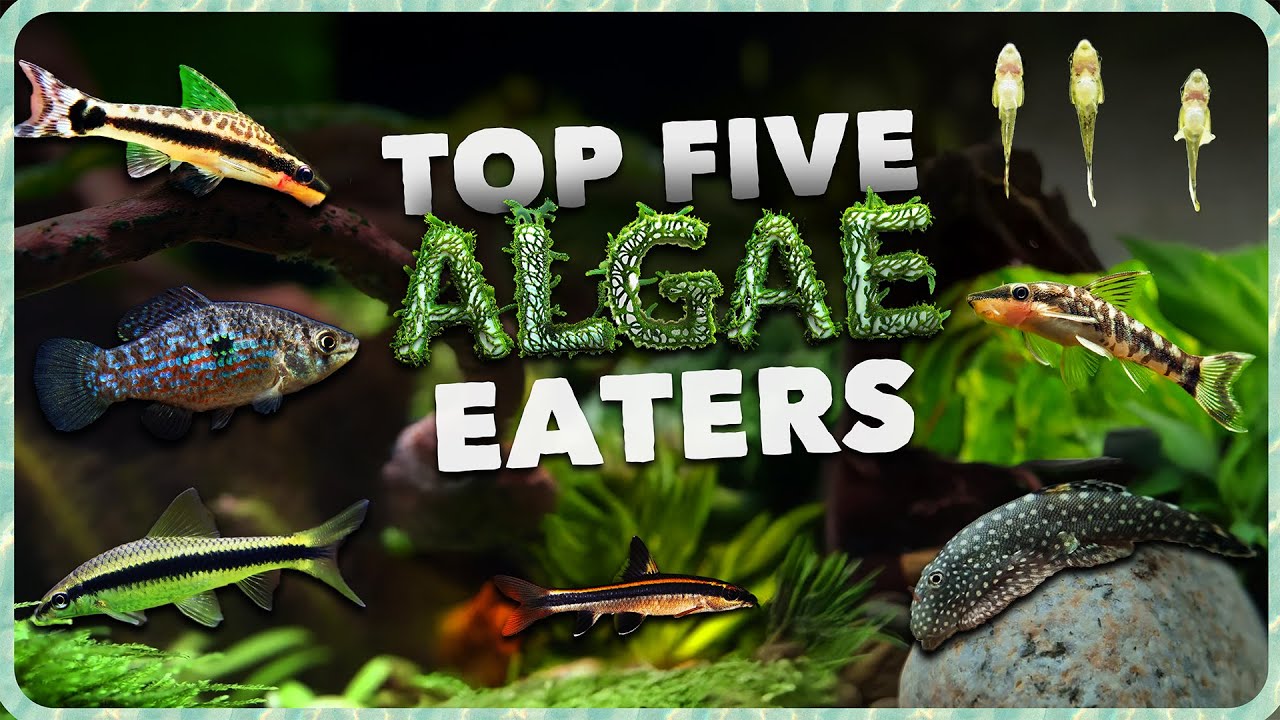 Algae Eaters Your Aquarium Tank Needs: The Best Algae-Eating Fish for a ...