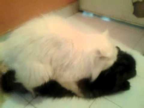 Gatos apareandose - YouTube