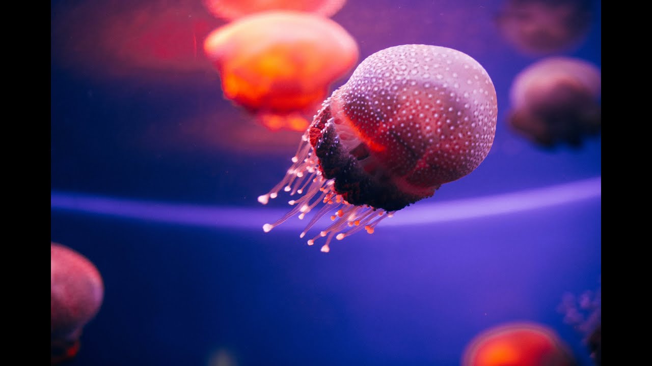 Assessment of Biological Remediation of Polychlorinated Biphenyls (PCB ...