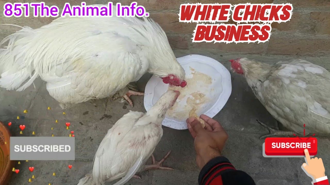 white chick|dixie chicks|baby chicks|white heera chicks family|chicken ...
