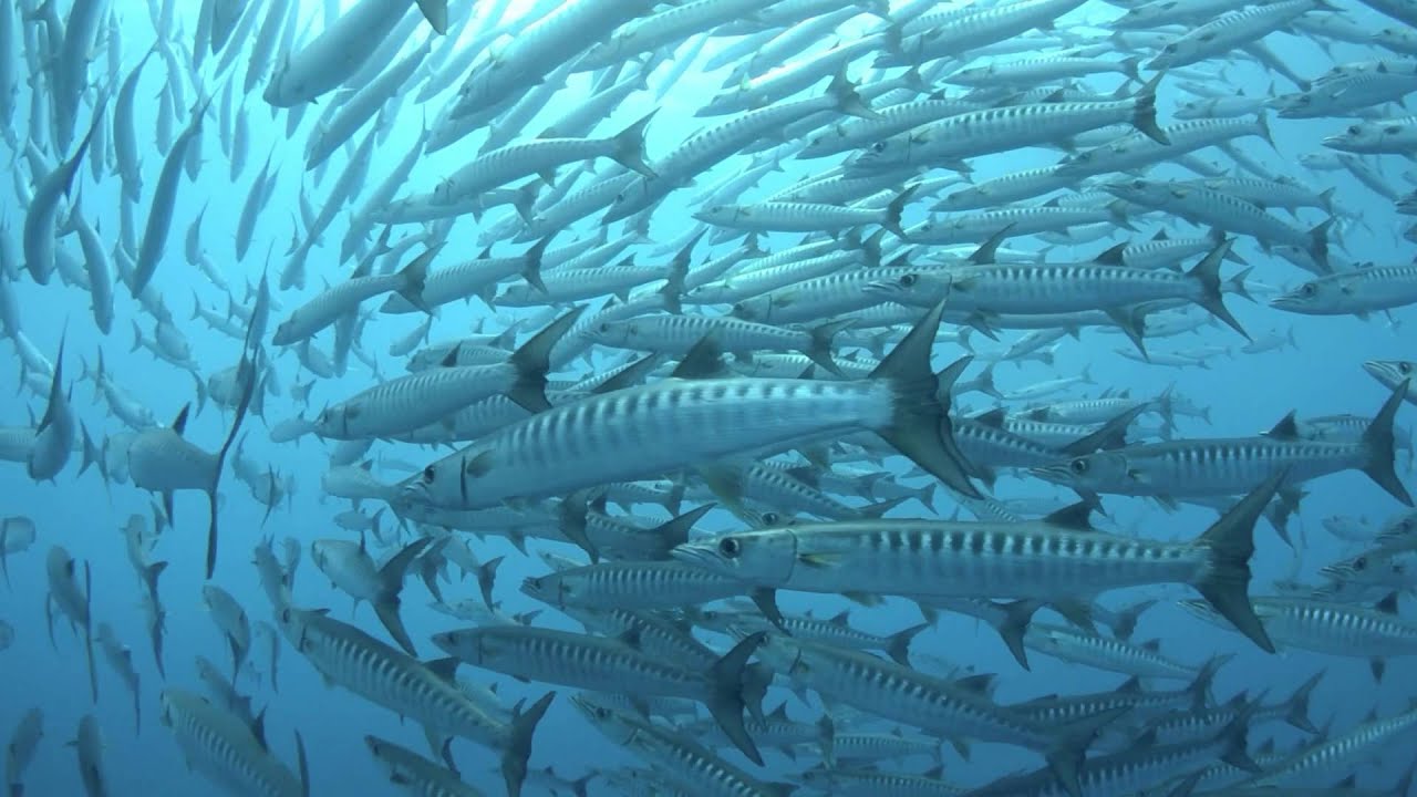 Diving with Similan Diving Safaris - introduction Video 2015 [2] - YouTube