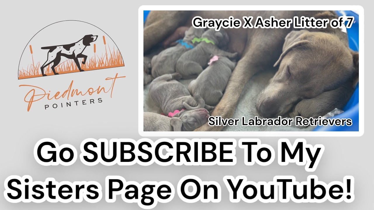 GO CHECK OUT PIEDMONT POINTERS | Introducing A Litter Of Silver Labrador Retrievers ...