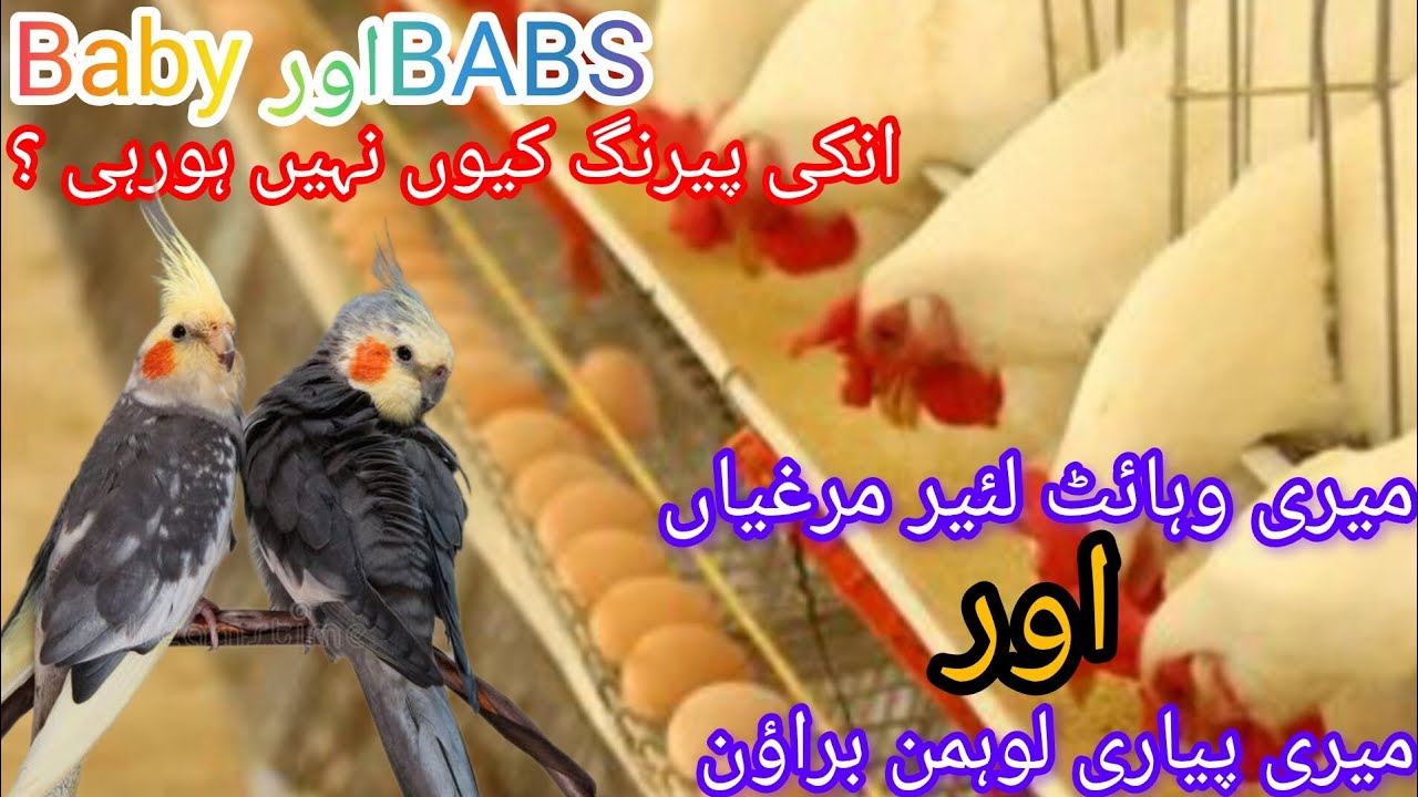 My small business of Lohman Brown and White Layer hens eggs and egg oil ...
