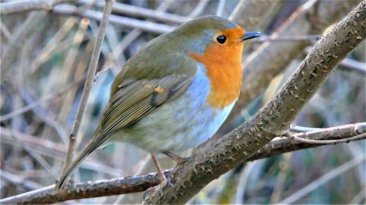 European Robin call (singing bird) - YouTube