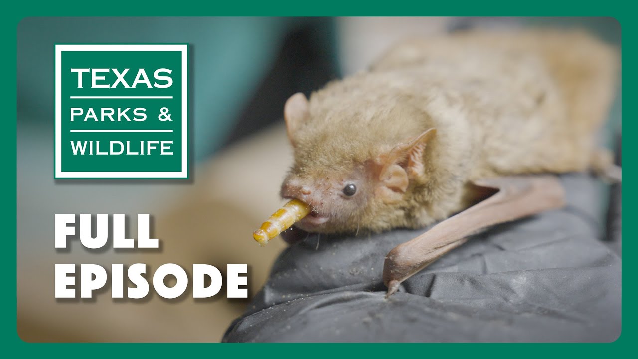 Austin Bat Refuge, Desert Bighorn Sheep & Birdability | Texas Parks ...