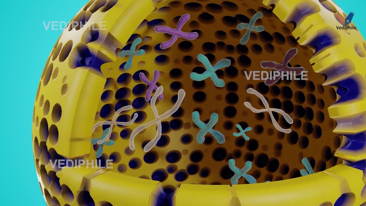 Nuclear Membrane Structure | The Nucleus | Biology 3D Course | Neet ...