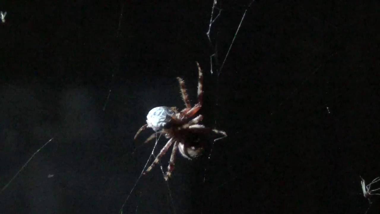 Spider Tear down and Spinning new Web Time-lapse - YouTube