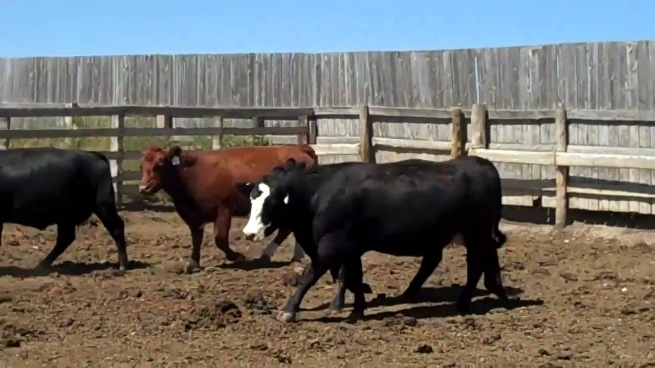 40HD 3yr Powerful Fall Calving Cows bred to produce great ca - YouTube