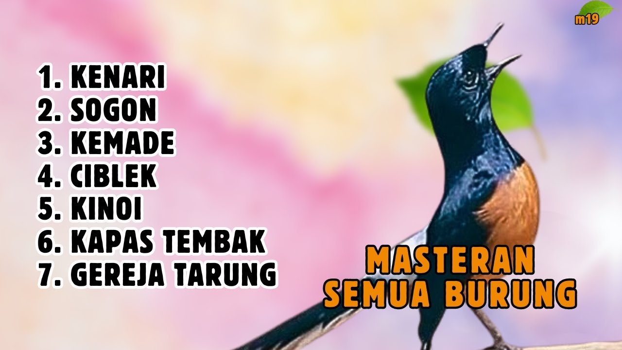 406 🔴 MASTERAN MURAI BATU GACOR MATERI BURUNG KECIL DAN KASARAN MURAI ...