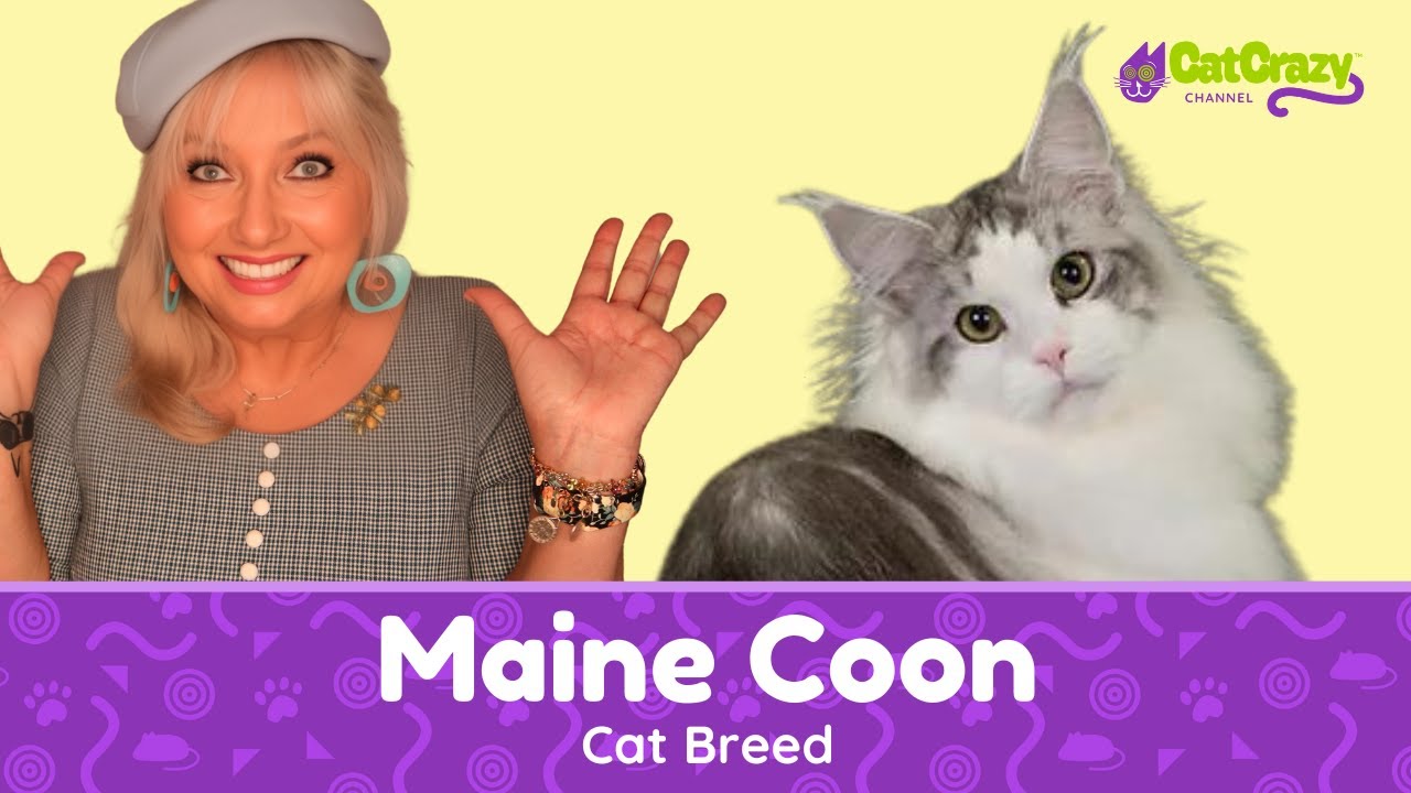 San Diego CFA Cat Show - Check out Coons' Kin Maine Coon Cats - YouTube
