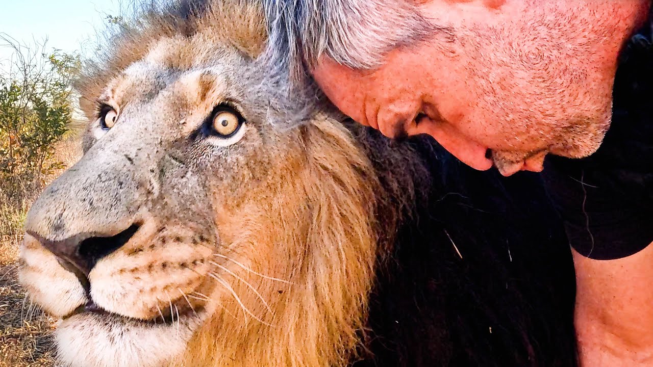 LION REUNION - Happy Encounter with Kevin Richardson | The Lion Whisperer - YouTube