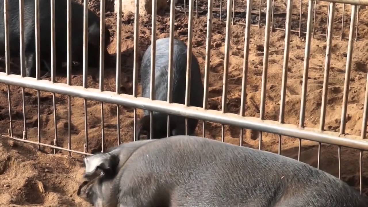 Why Pigs Are So Important To China YouTube why-pigs-are-so-important-to-china-youtube