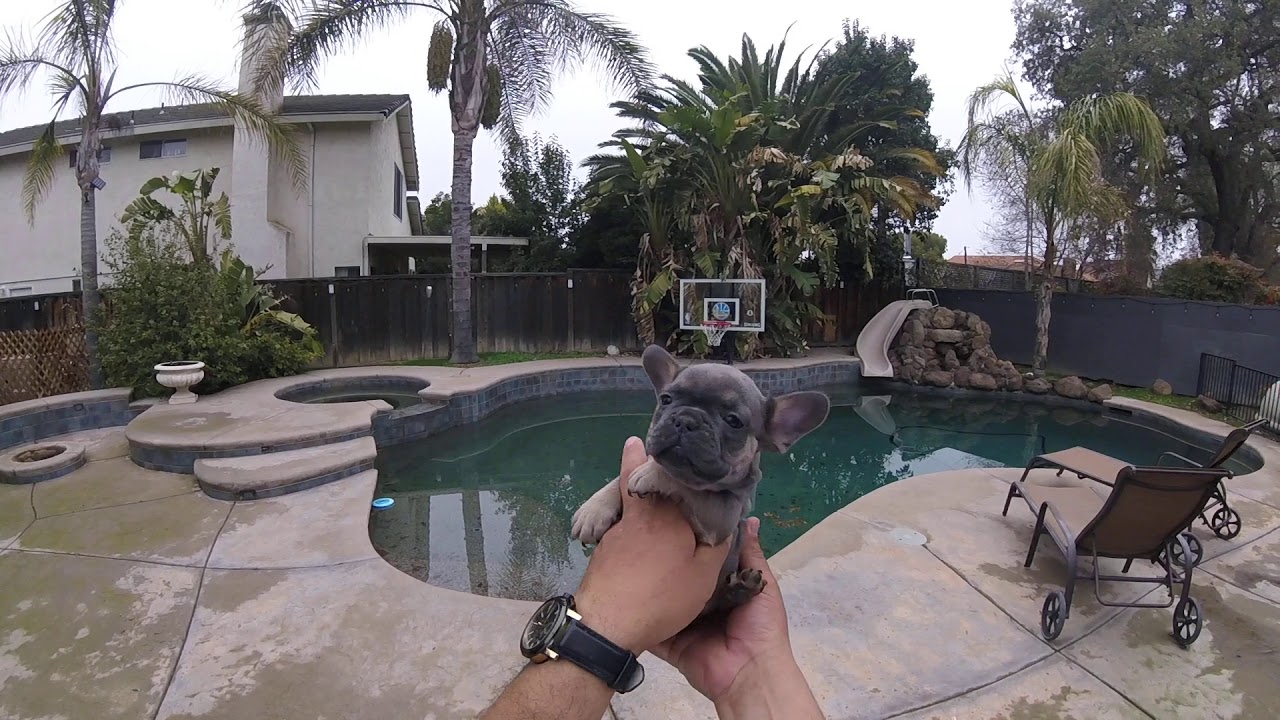 BLUE TRI MALE FRENCH BULLDOG PUPPY (FRENCHIE) - YouTube