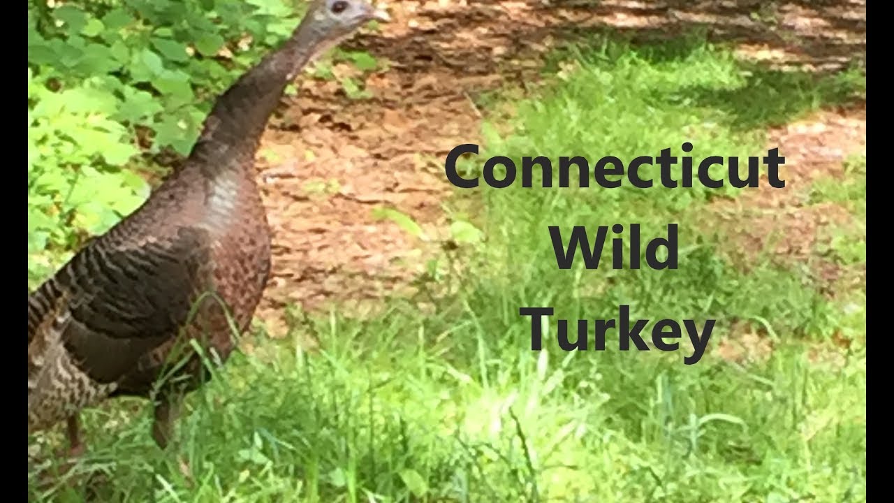 connecticuts wild turkey once disappeared - YouTube