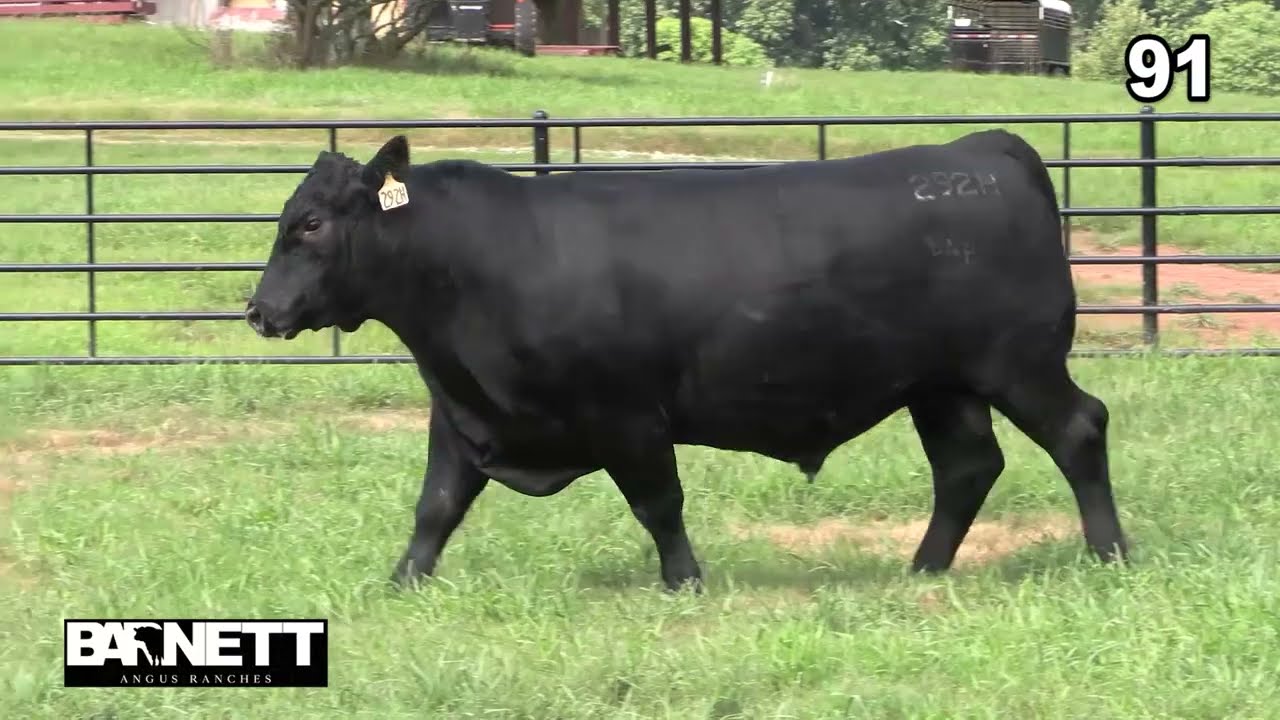 Barnett Angus Ranches Lot 91 - YouTube