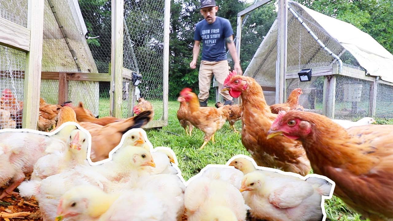 Moving MEAT Chickens OFF the HEAT LAMP (pastured Poultry) - YouTube