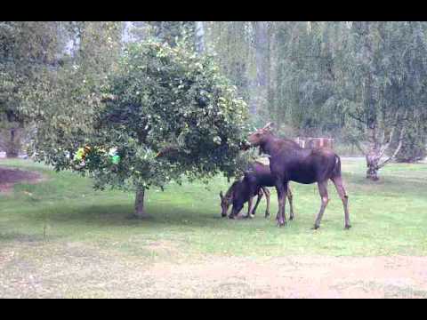 mom moose and twin calves eating apples from tree - YouTube