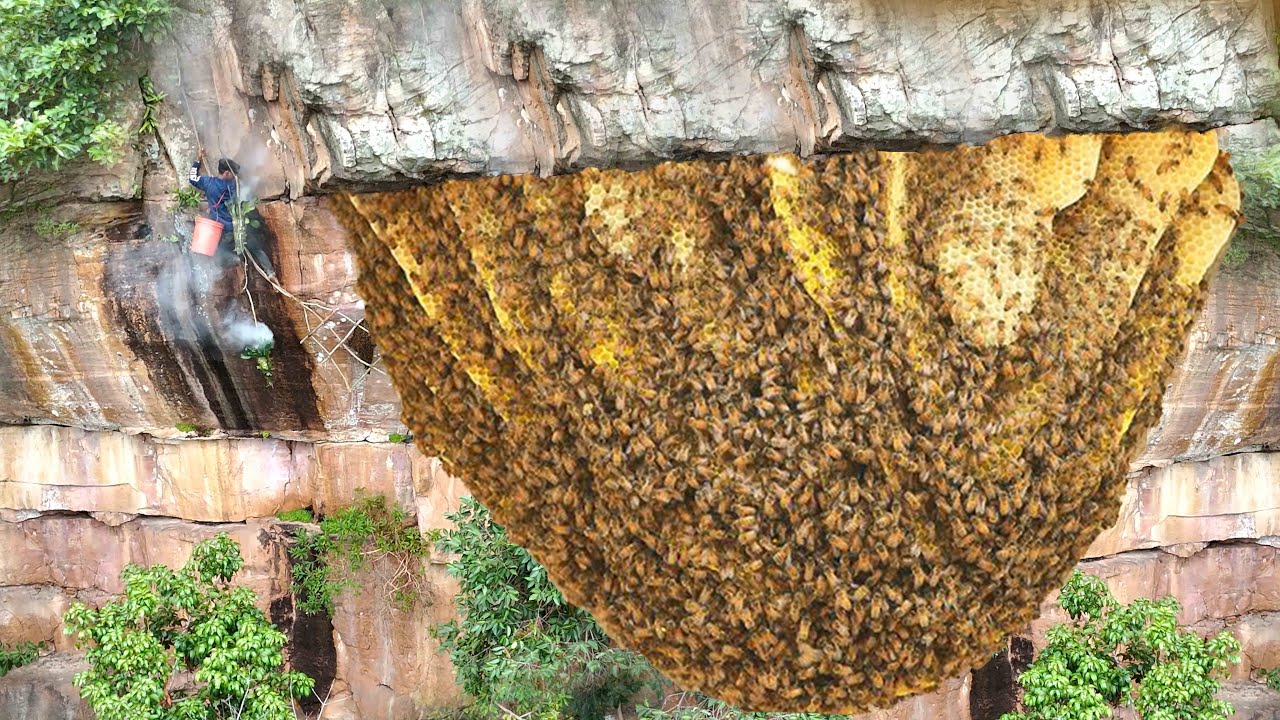 Primitive Technology: harvest giant honey bee Swarm on higher Cliff in ...