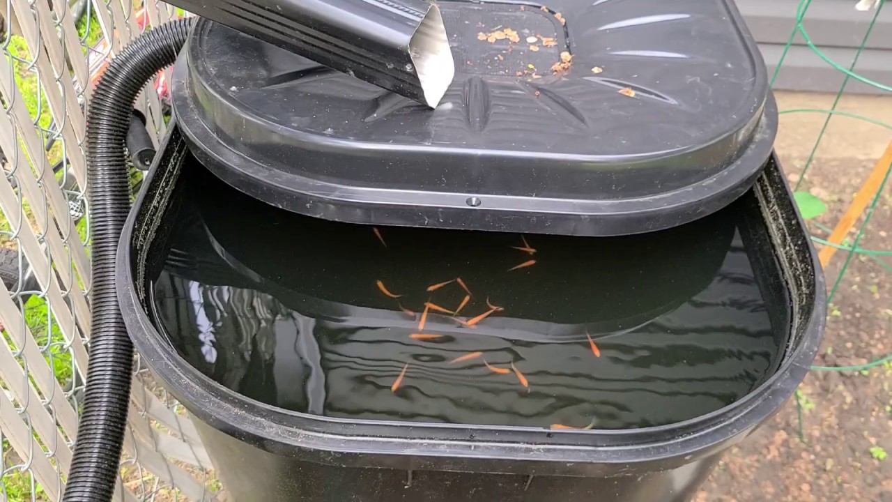 Fish in rain barrels vs no fish - YouTube