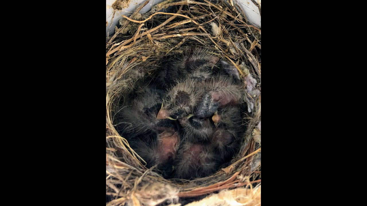 House Finch Chicks Have Hatched (Day 6) - YouTube