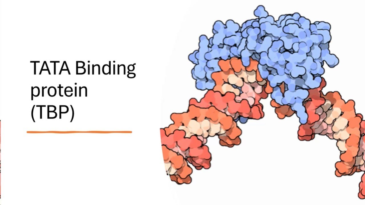 TATA binding protein TBP transcription initiation DNA RNA - YouTube
