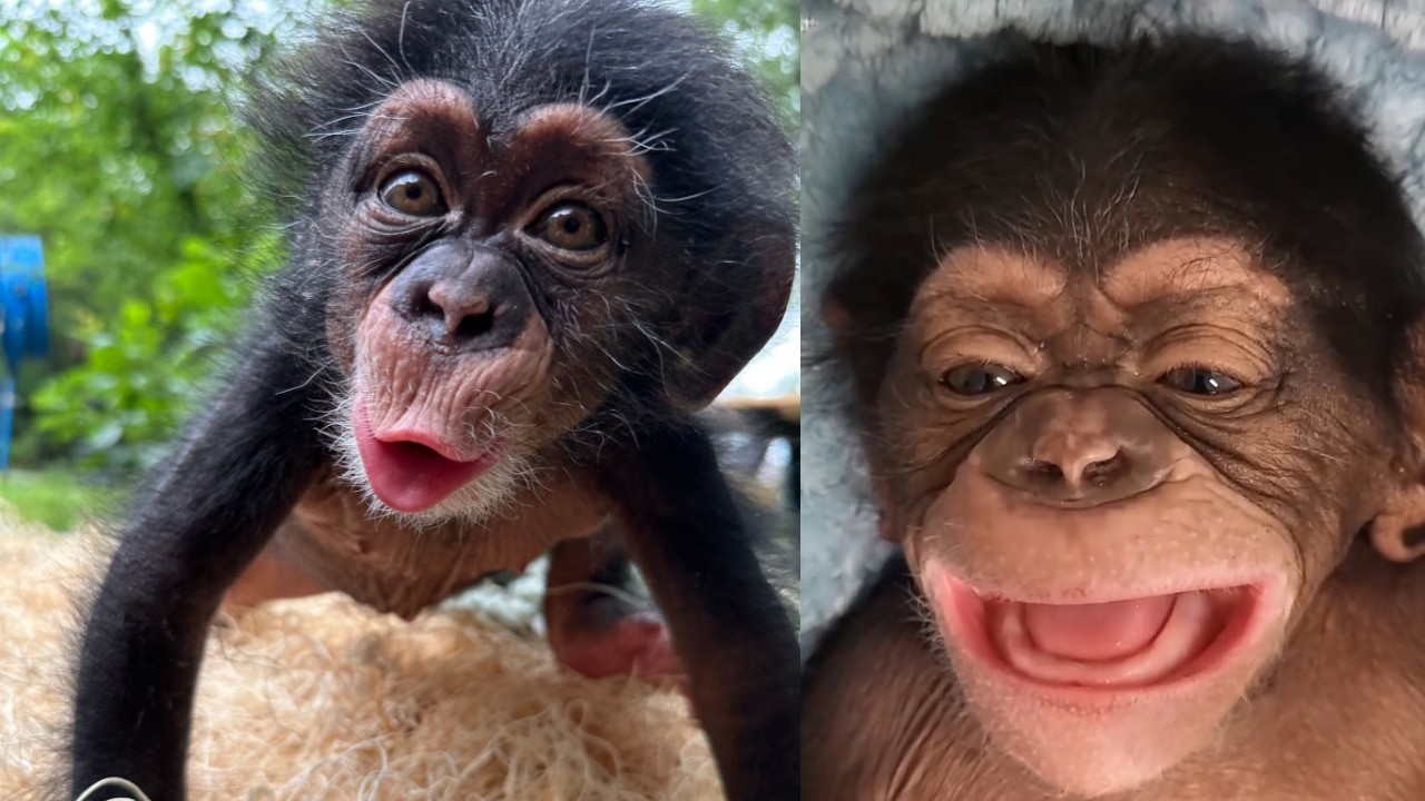 A Tiny Chimp’s Fight for Survival | Makutu’s Incredible Journey - YouTube
