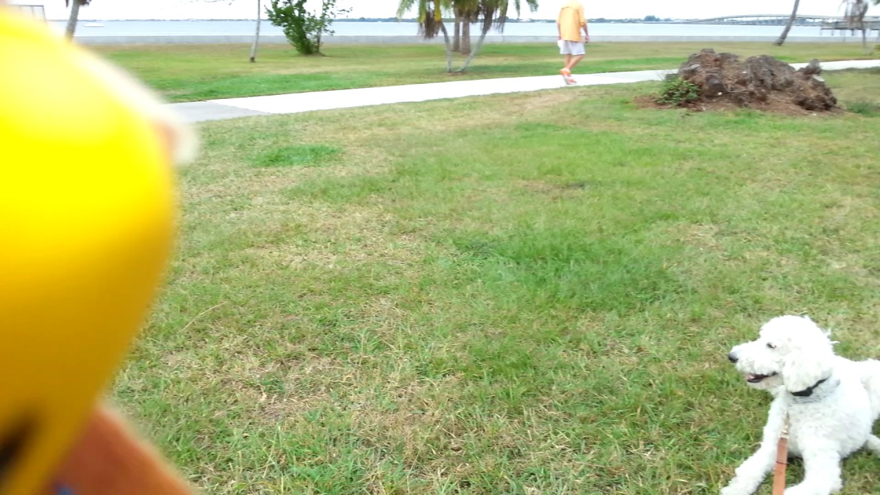 Port Charlotte standard poodle training - YouTube