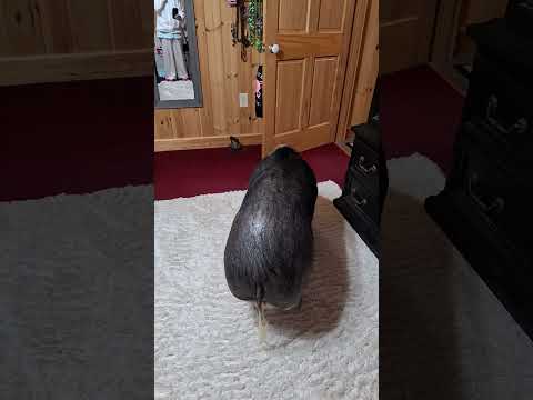 Homer morning - YouTube