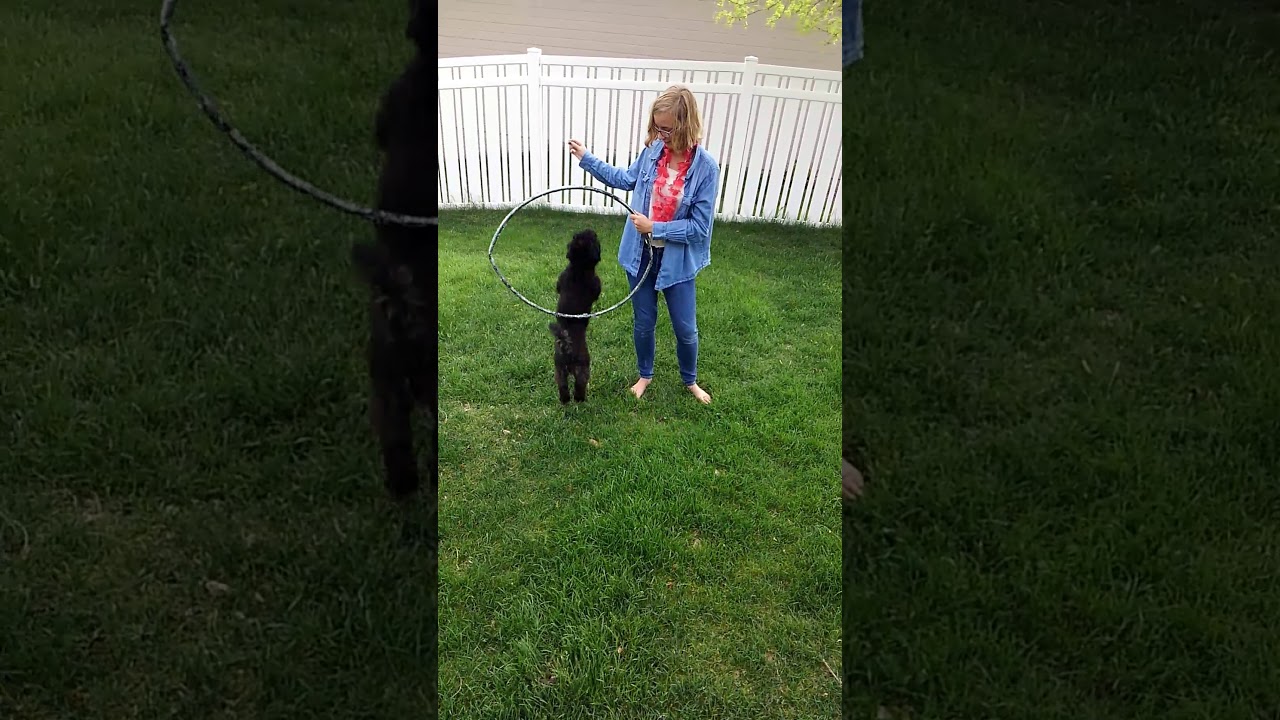 Dog Doing Circus Tricks - YouTube