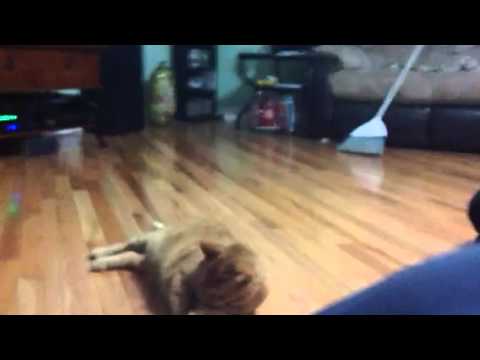 Cats all drugged up - YouTube