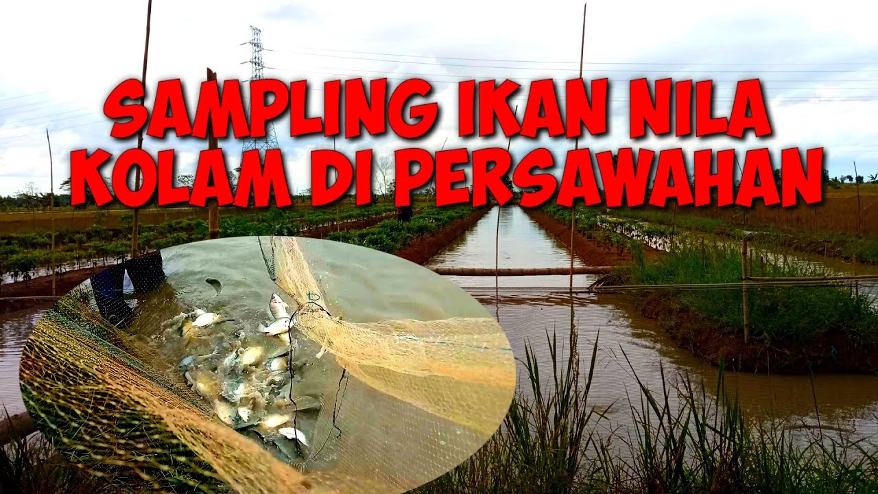 SAMPLING IKAN NILA DI KOLAM SAWAH || MINA CABE - YouTube