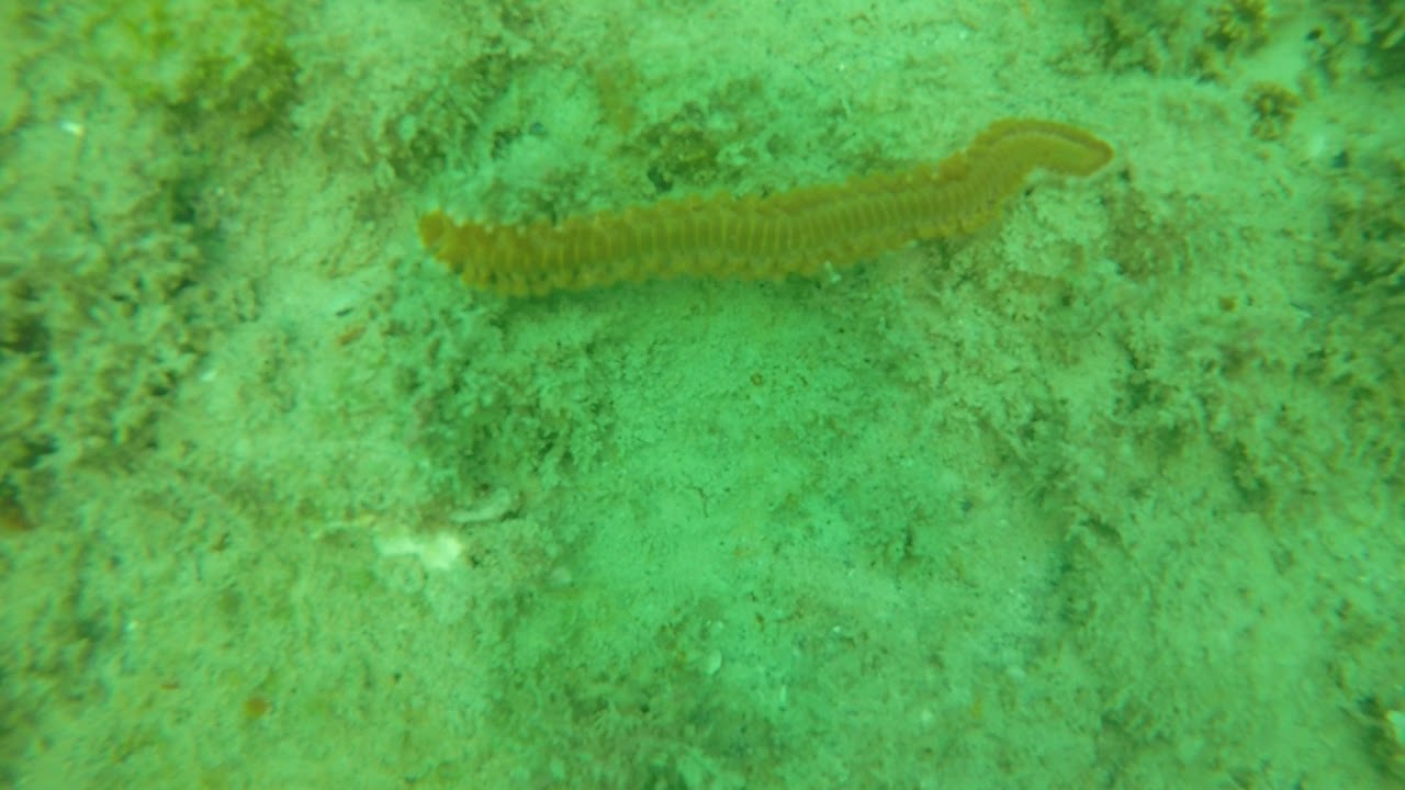 Sea Centipede - YouTube
