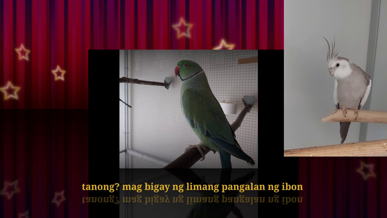 Mag bigay ng limang pangalan ng ibon - YouTube